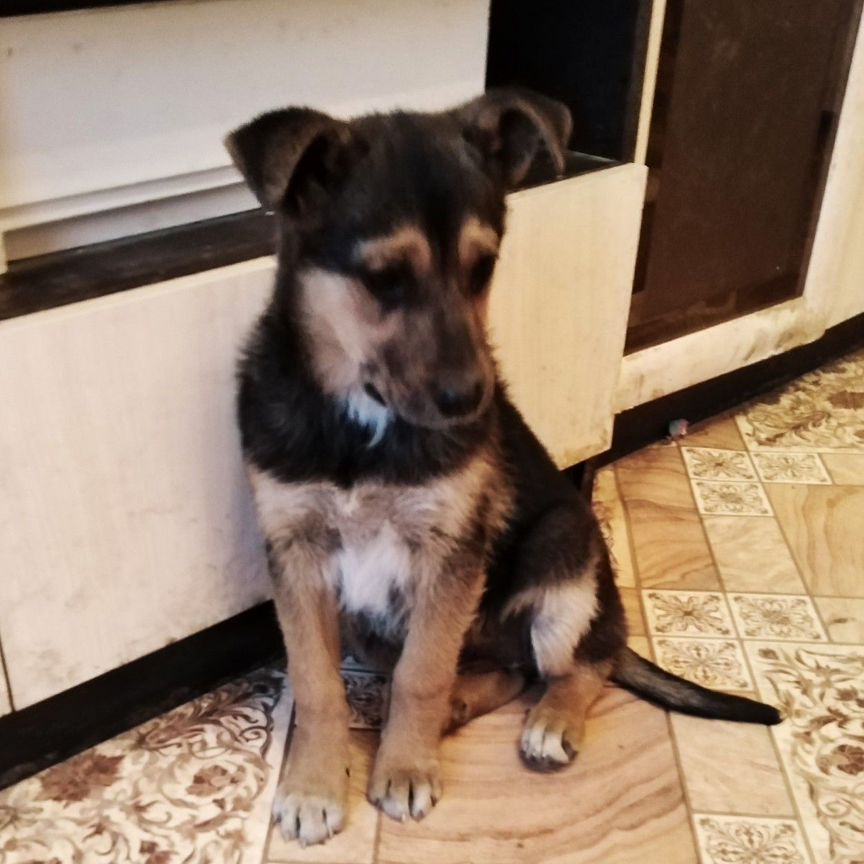 Щенки. Раздам щенков. Отдам бесплатно