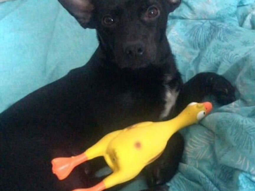 Собака в добрые руки