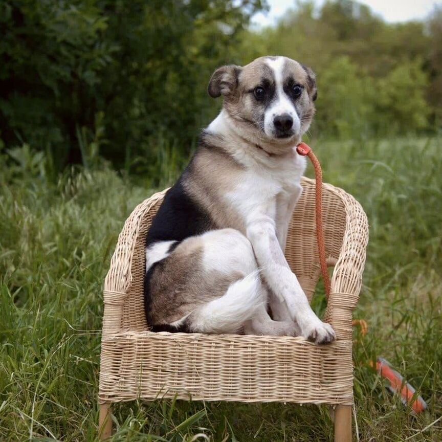 Ненавязчивый компаньон