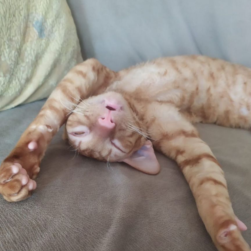 Рыжий котенок корниш рекс