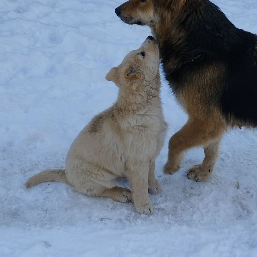 Щенок в добрые руки