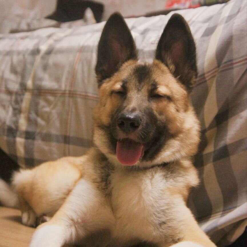 Щенок в добрые руки руки бесплатно дар