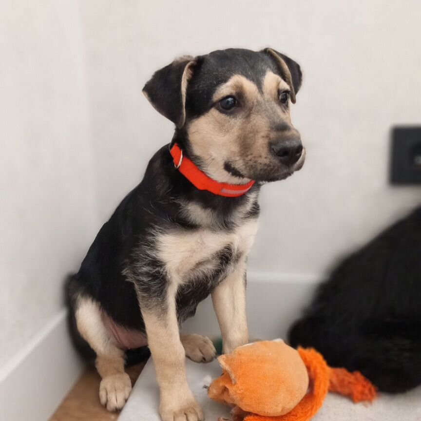 Щенок девочка в добрые руки