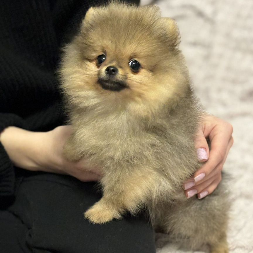 Померанский шпиц, щенок