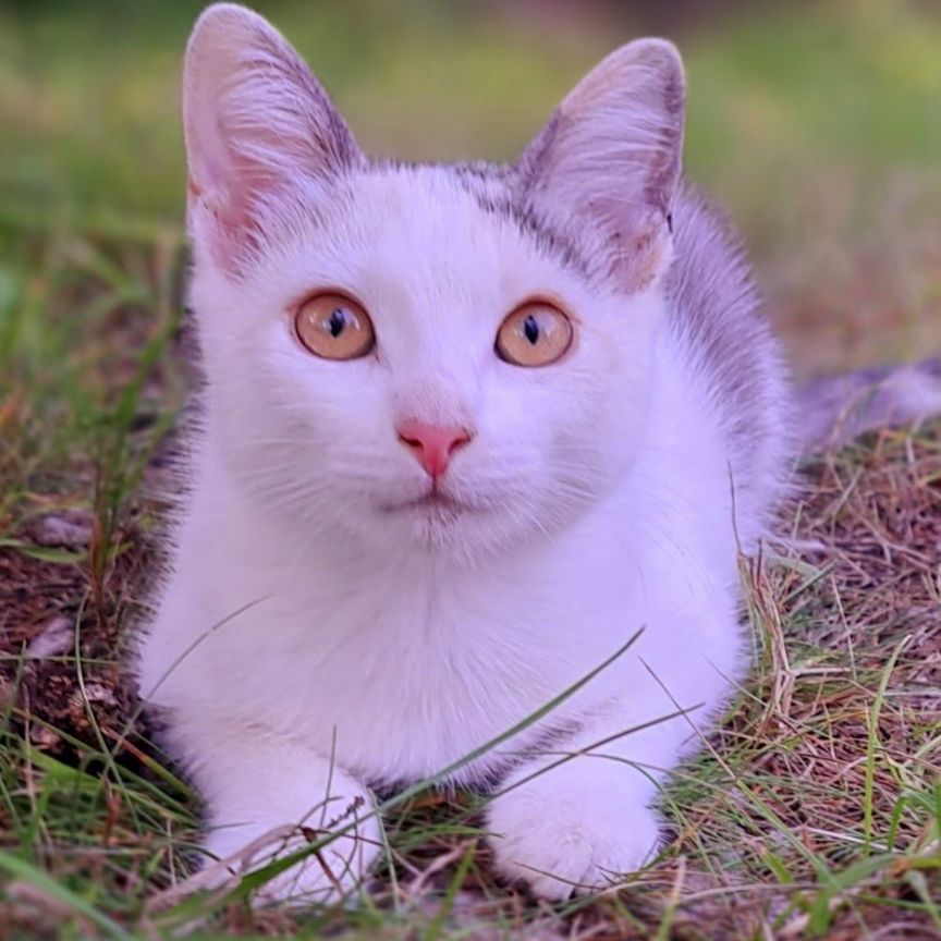Милая кошечка