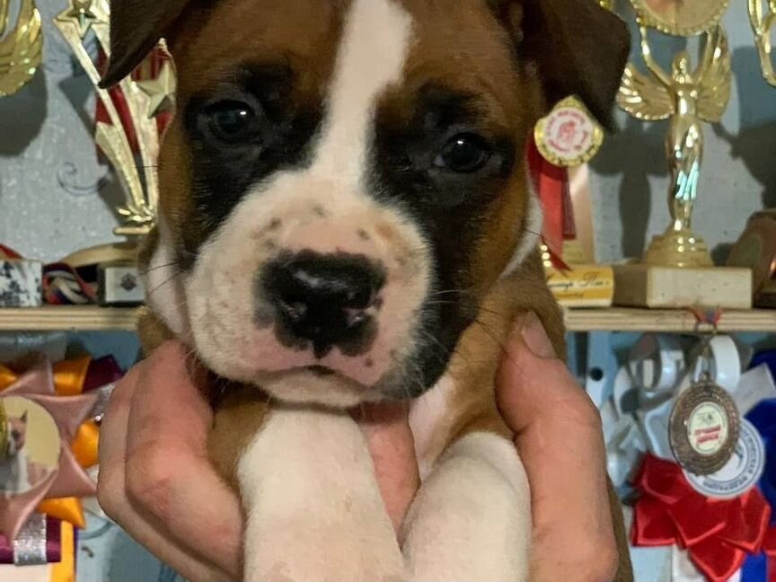 Щенок американского стаффорда, мальчик Кадиллак