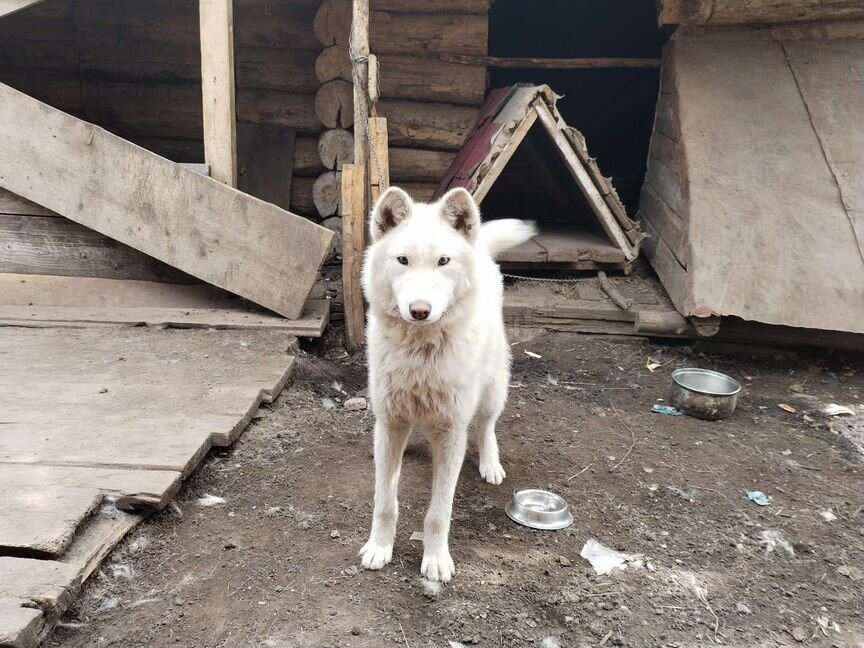 Сибирской хаски