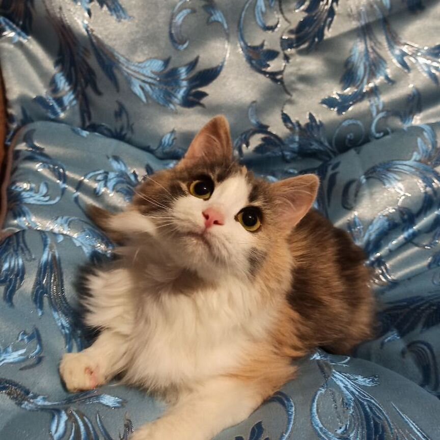 Трехцветная Бусинка пастельных тонов