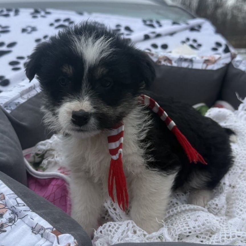 Щенок в добрые руки