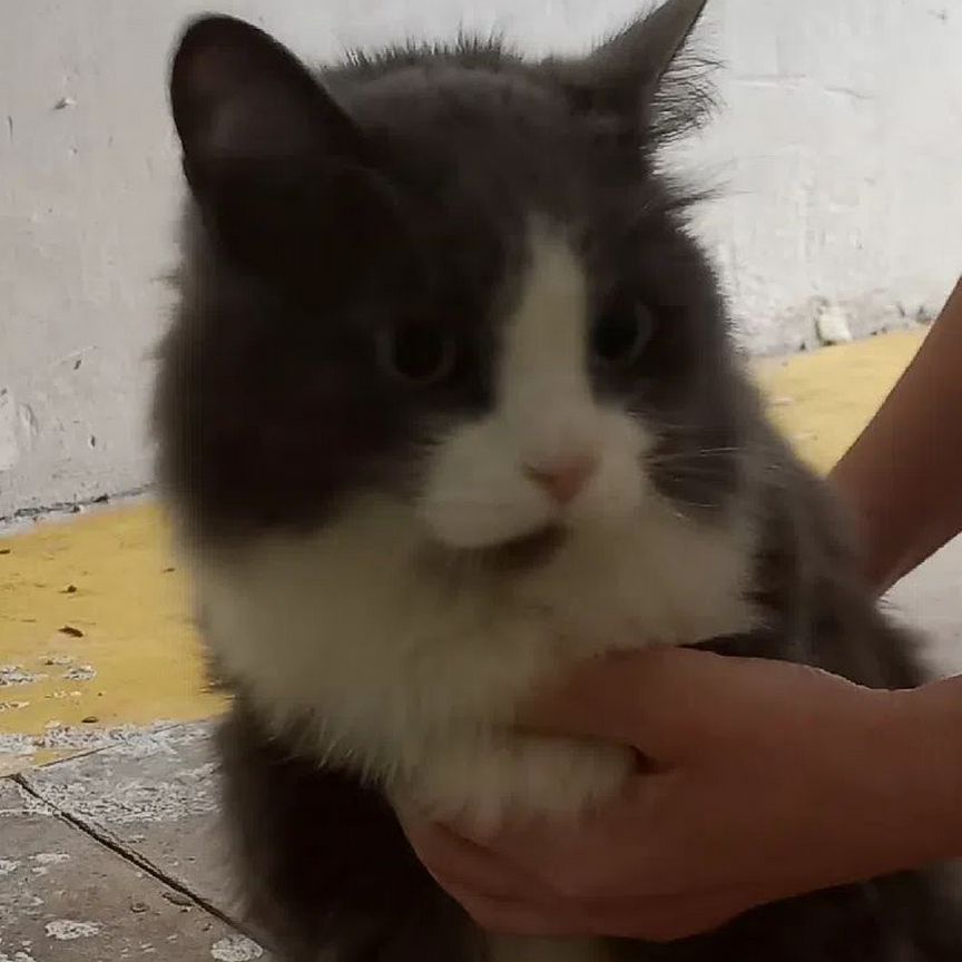 Взрослый кот в добрые руки