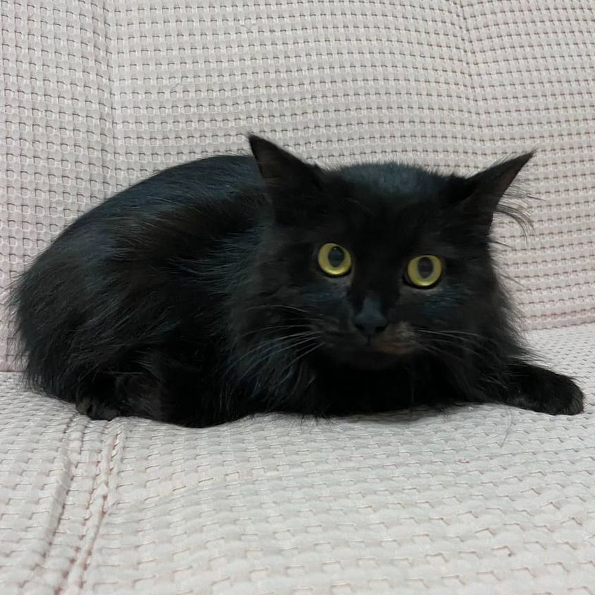 Взрослая, Девочка кошка в добрые руки