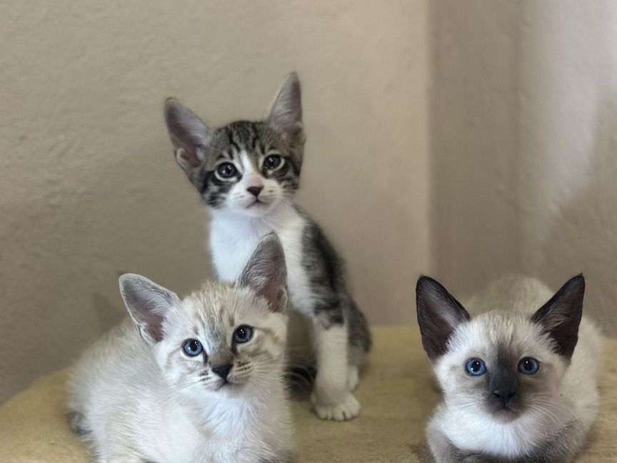 Котята помесь с ориенталом