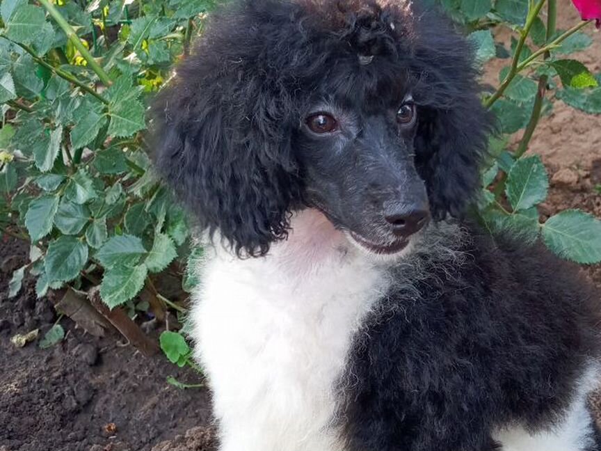 Щенки карликового пуделя