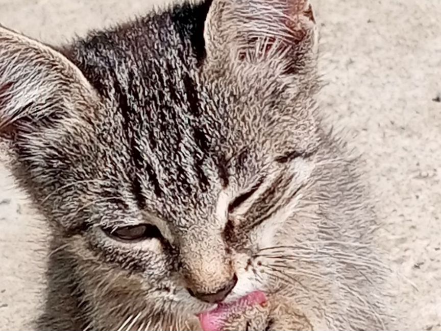Кошка