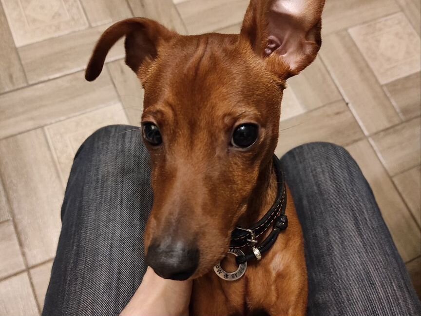 Вязка цвергпинчер ищем девочку