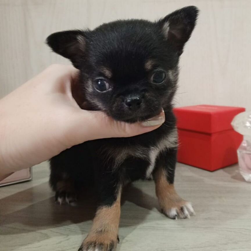Чихуахуа малыши