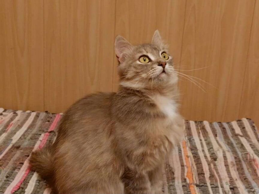 Кошечка Василиса ищет любимых людей