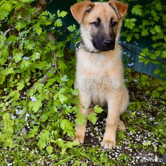 Щенок мальчик Джек 4 мес ищет дом