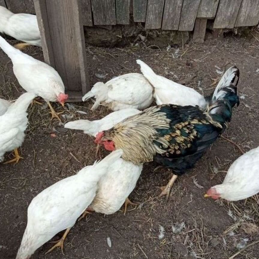 Отдам бесплатно петуха