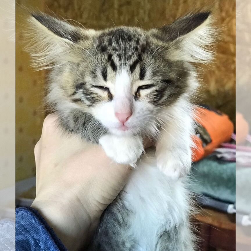Леона котенок в добрые руки