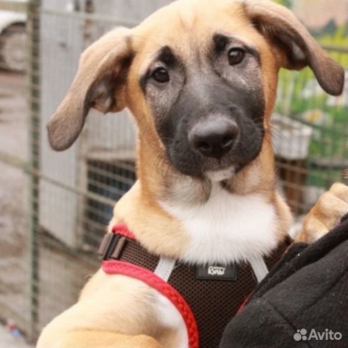 Щенок по кличке Мишка, ищет дом