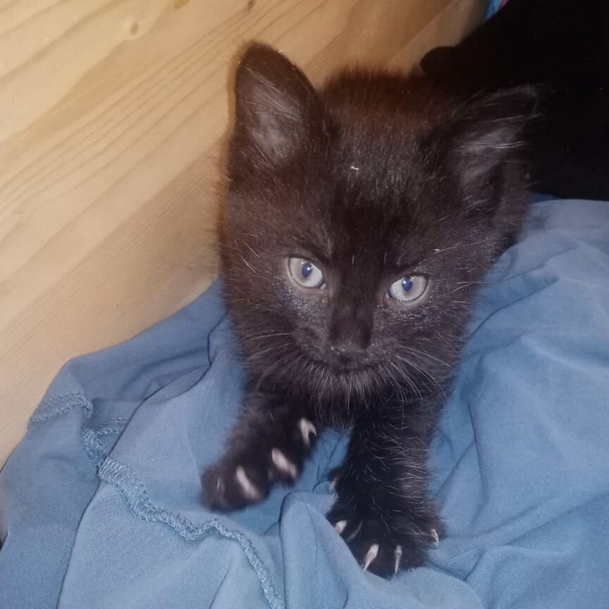 Черные котята - веселые чертята