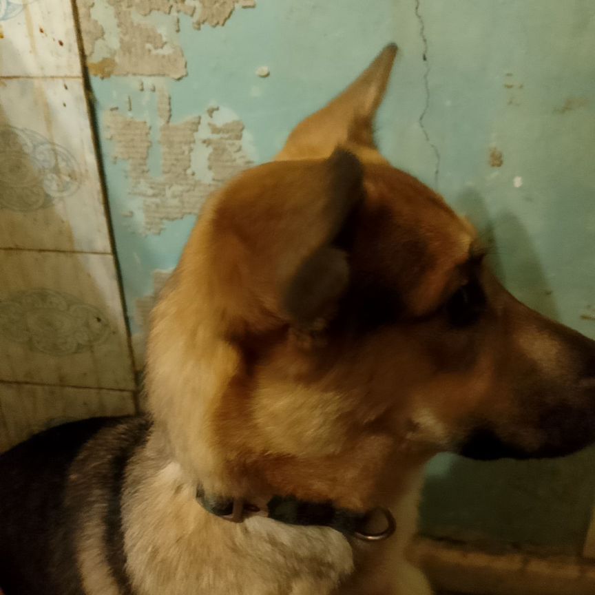 Взрослая собака в добрые руки