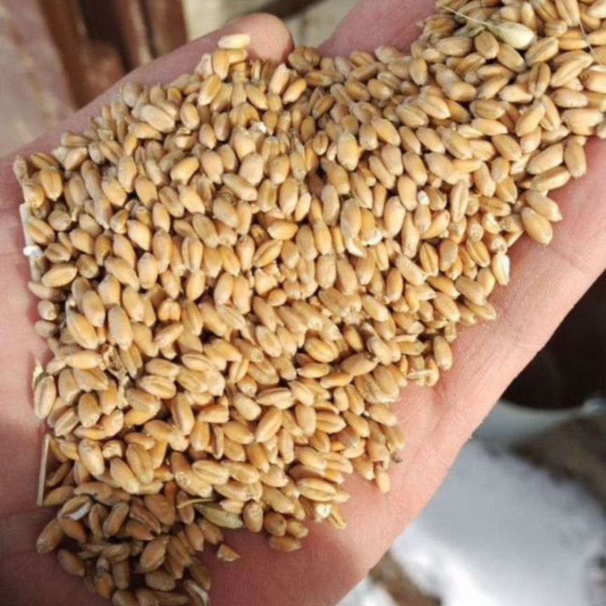 Зерно пшеница