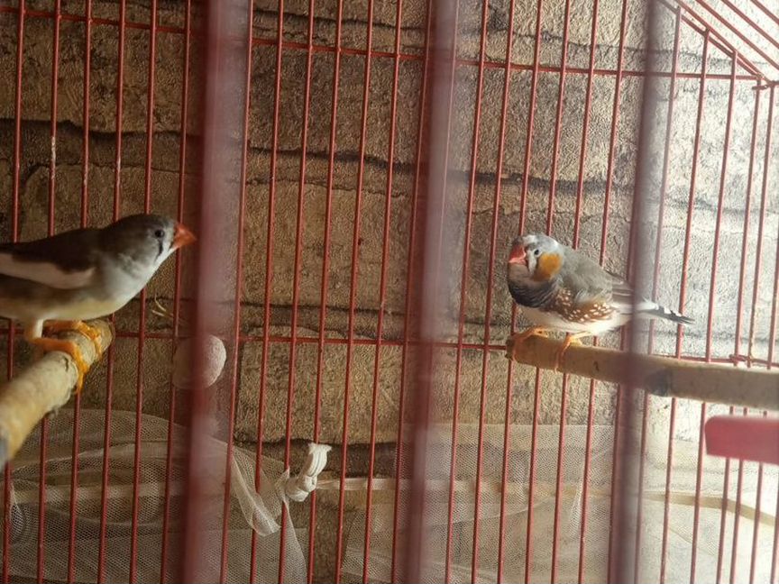 Зебровые Амадины