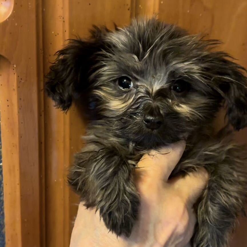 Болонка мини мальчик