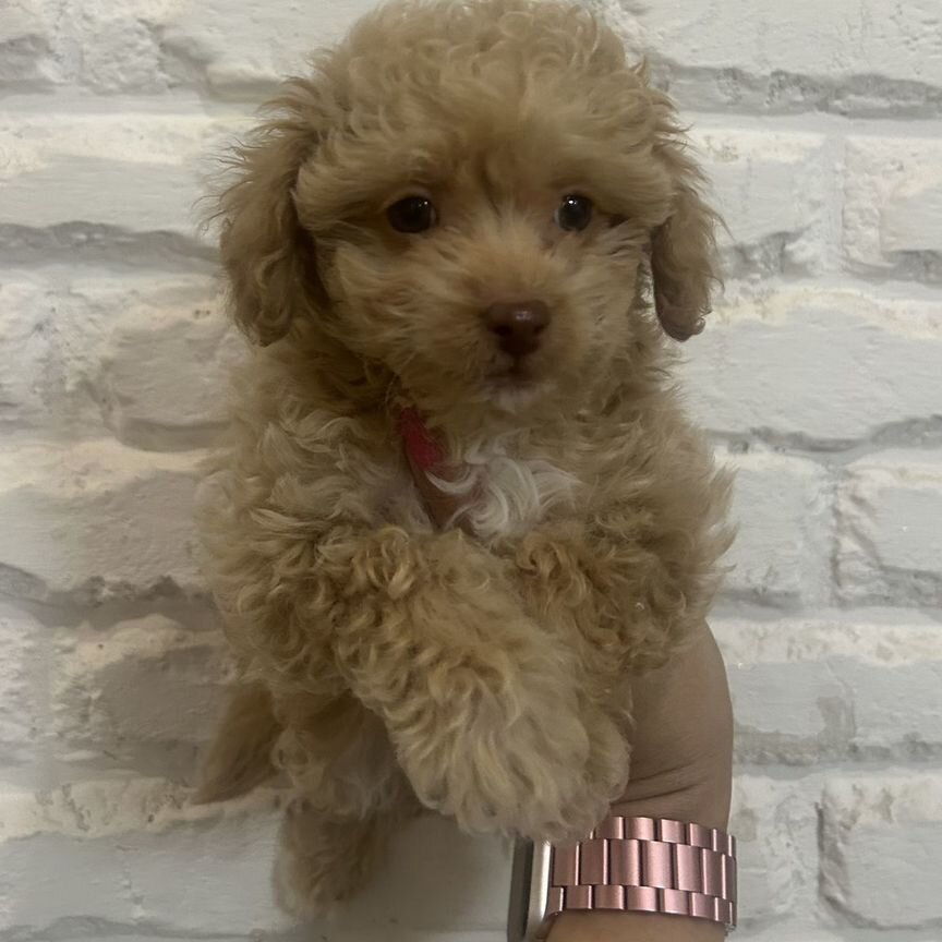 Мальтипу, щенок