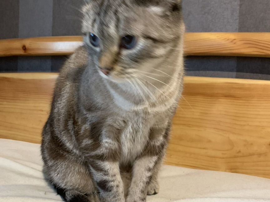 Кот митис