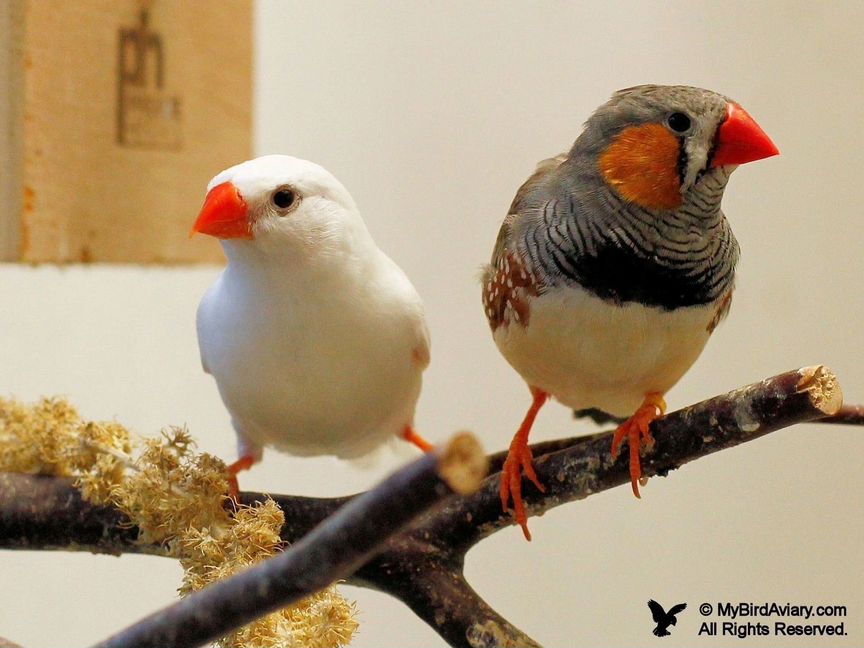 Зебровые амадины