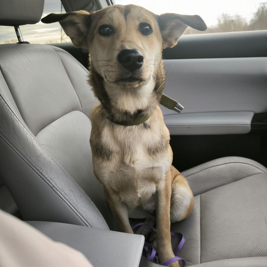 Щенок в добрые руки