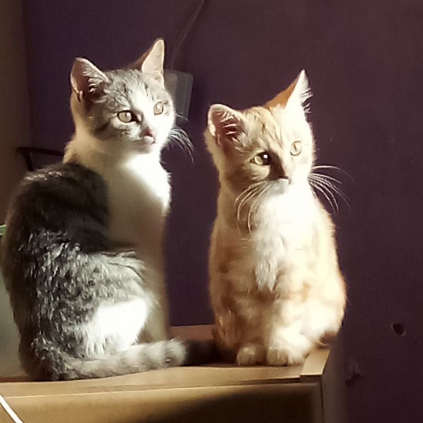 Коты и кошки в добрые руки