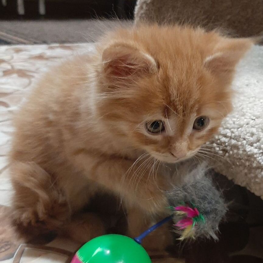 Котёнок в добрые руки