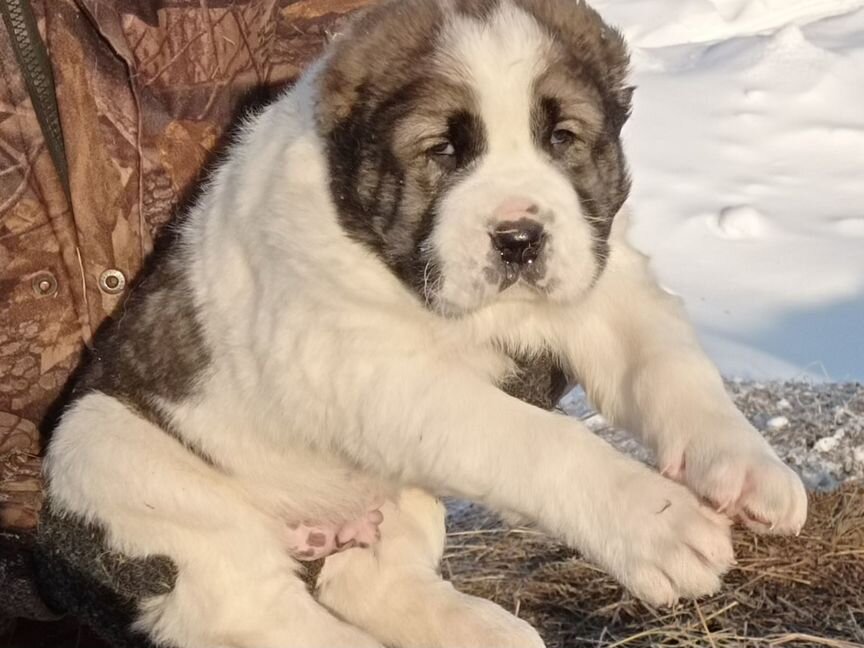 Азиаты щенки