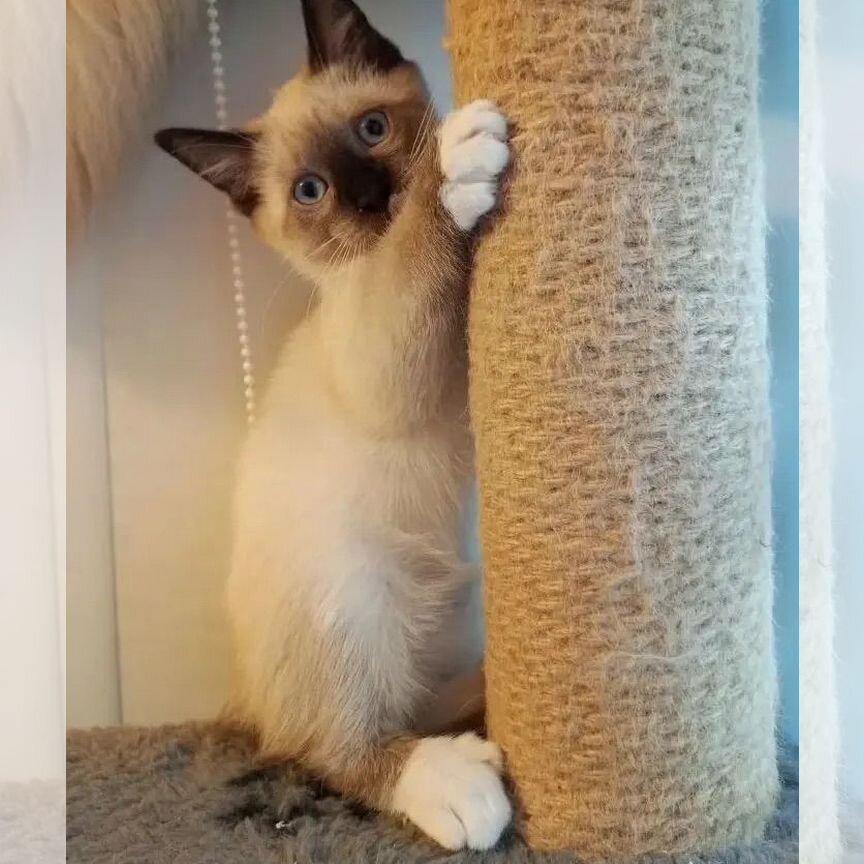 Сноу-Шу котёнок