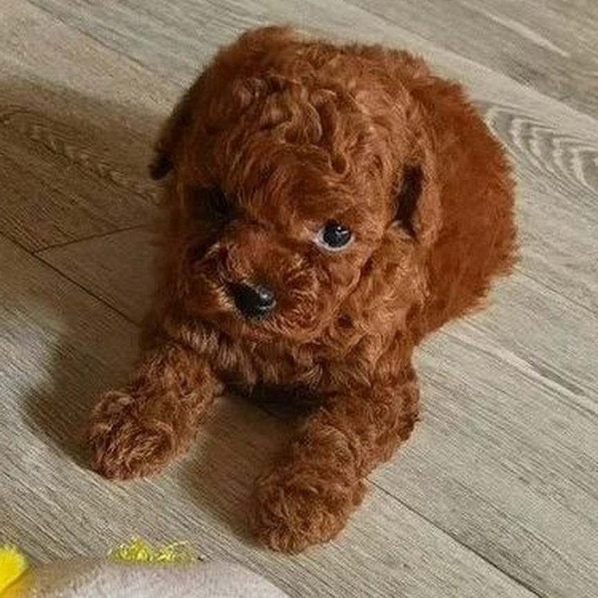 Мальтипу redbrown premium малышка