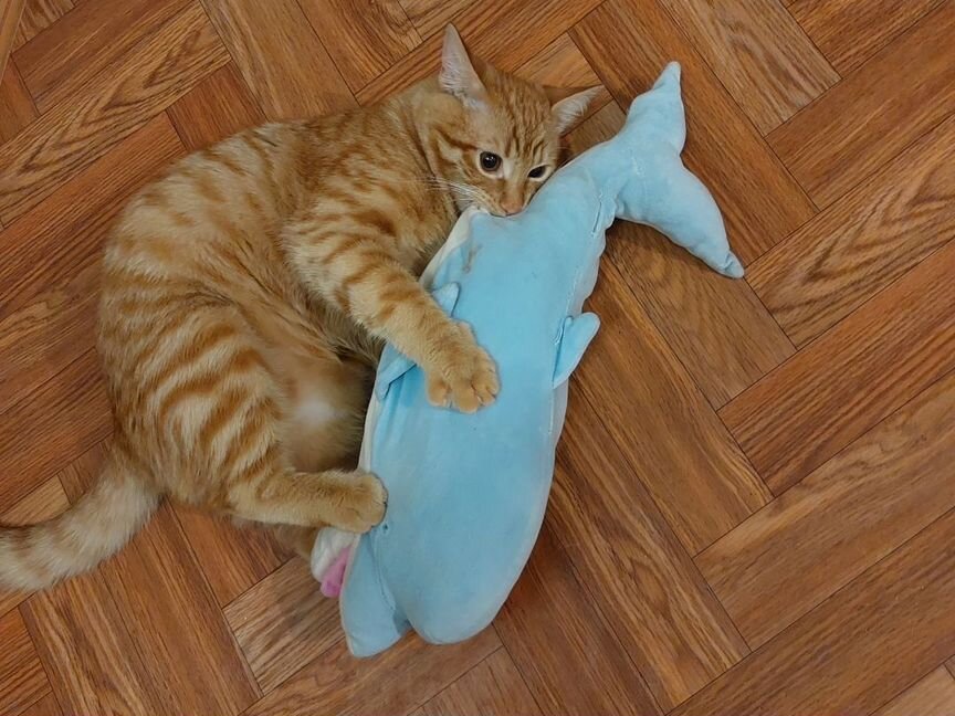 Отдам в добрые руки