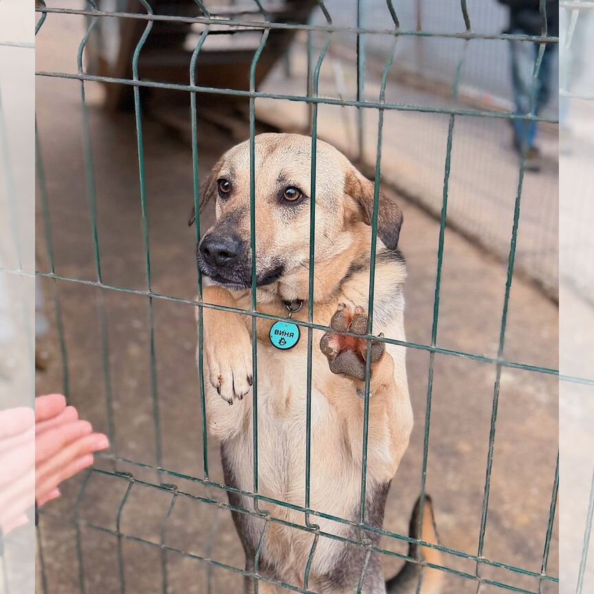 Взрослый пёс в добрые руки