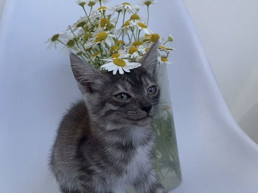 Котенок девочка Хитрюга