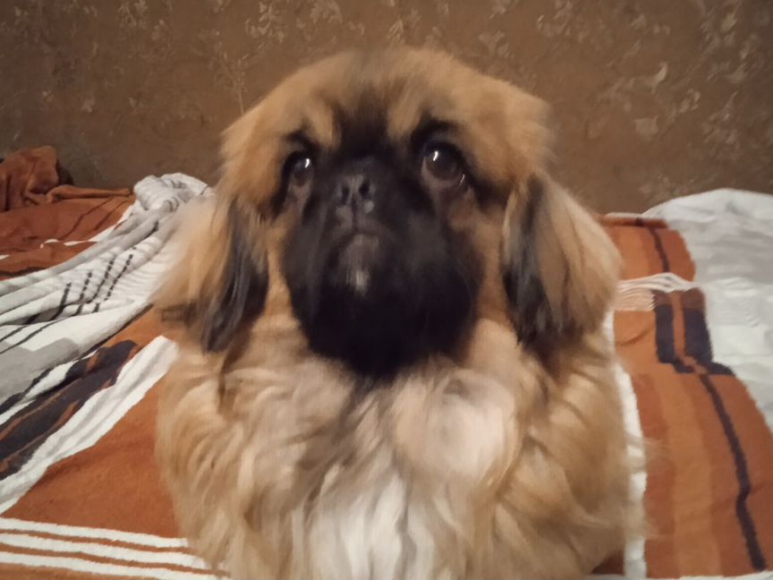 Вязка кабеля пекинеса