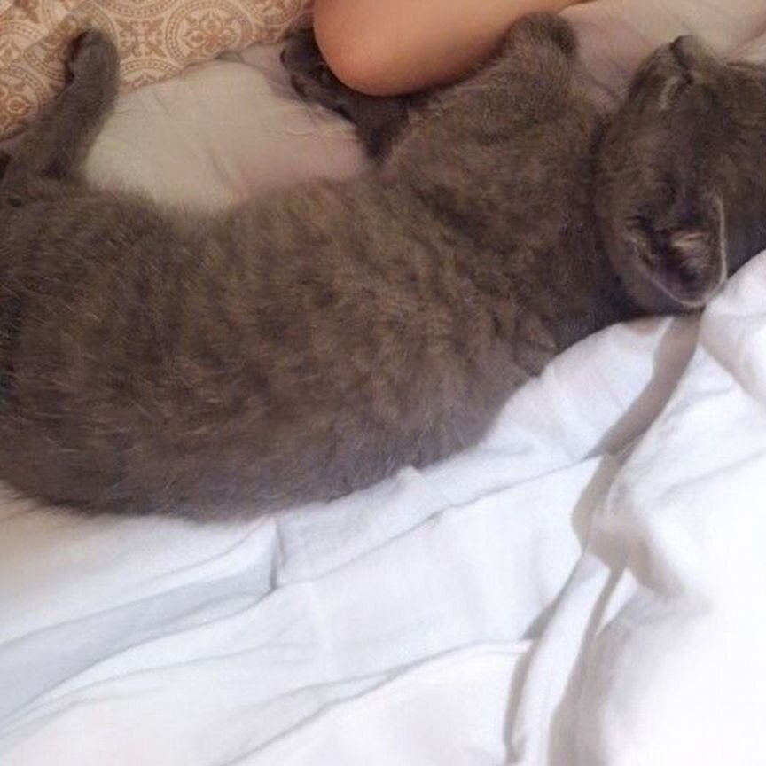 Котёнок