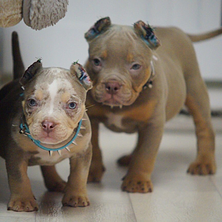 Американский булли, щенок