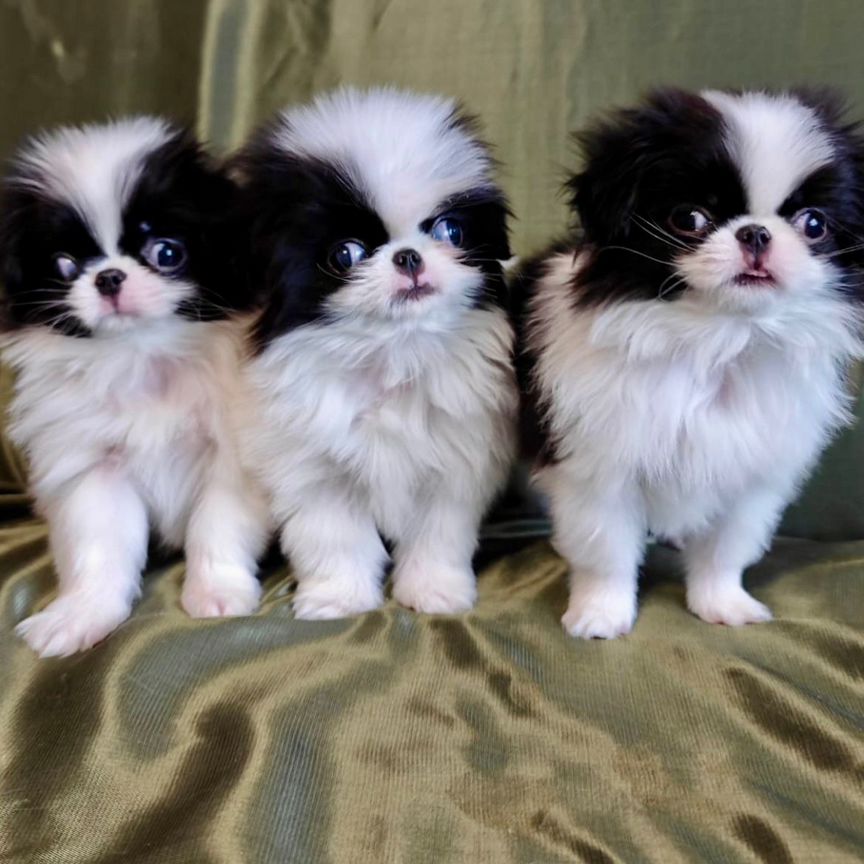 Малыши Японского хина