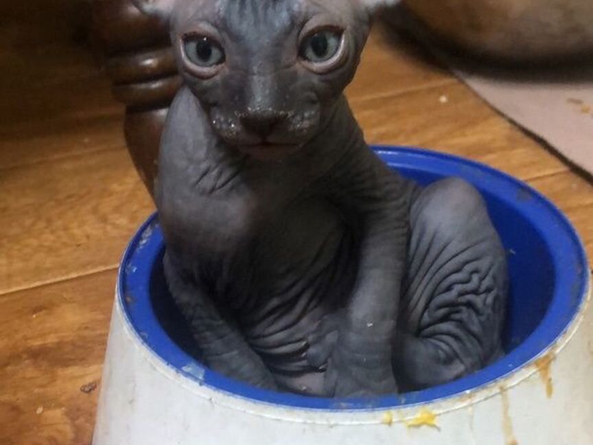 Продам котят Сфинкс -Донской