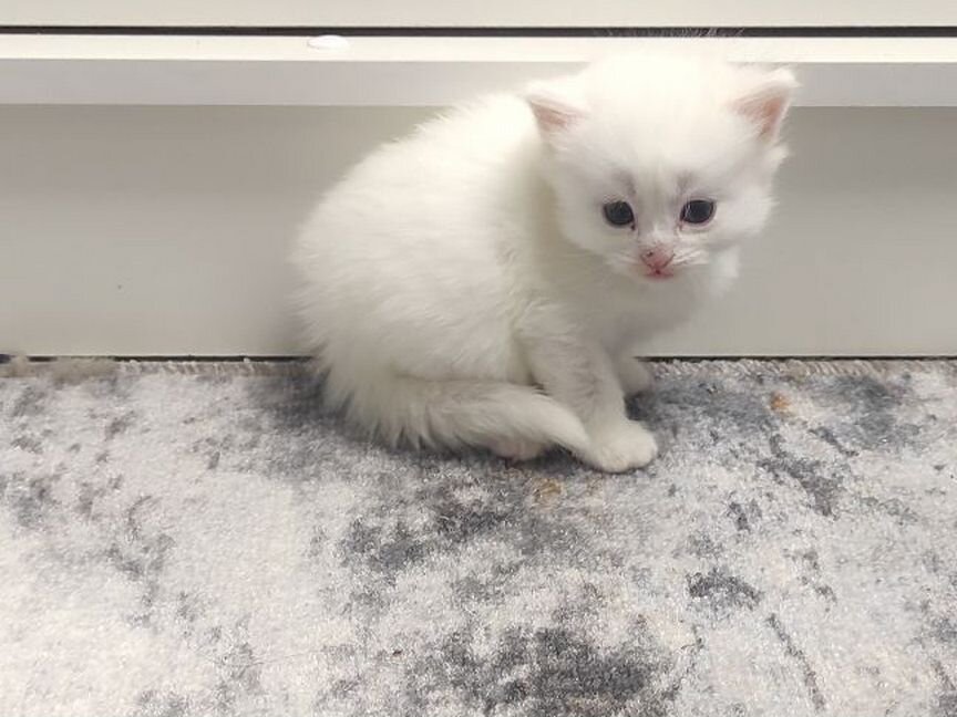 Котенок