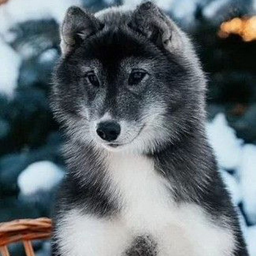 Сибирский хаски, черная агути девочка