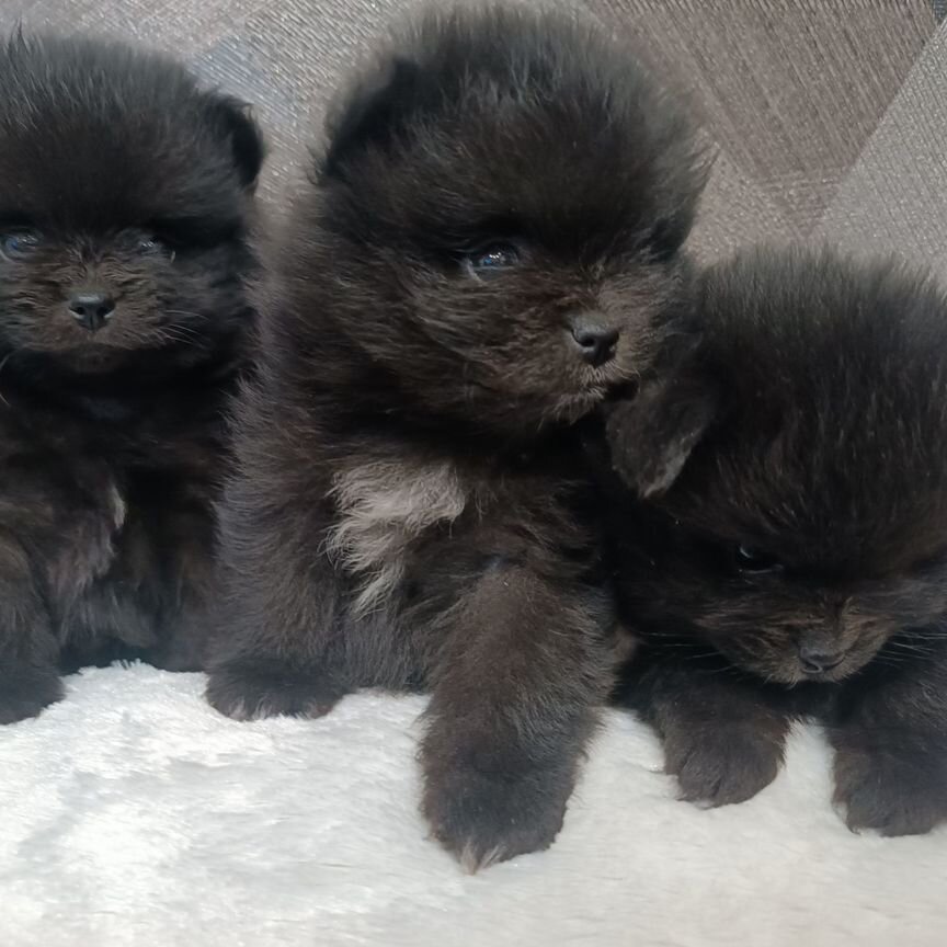 Щенки померанского шпица медвежьего типа